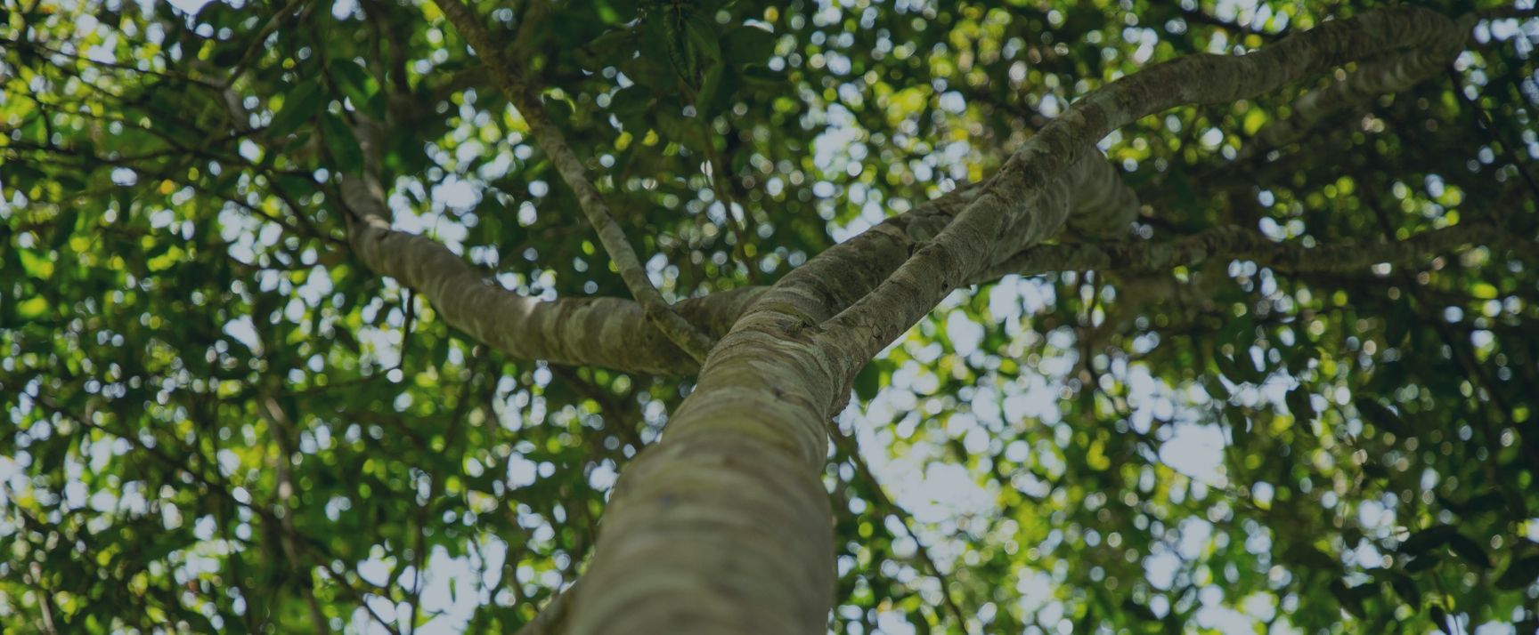 Carbon Offset Projects in Australia & Worldwide | Nature-Based ...